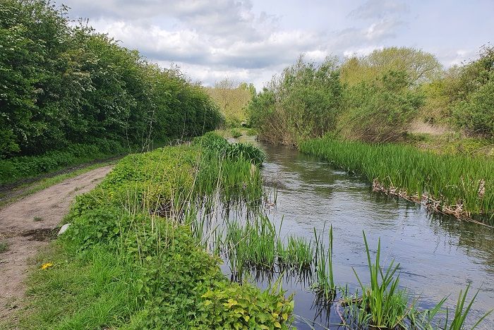 Project launched to prevent riverbank erosion and improve habitat ...